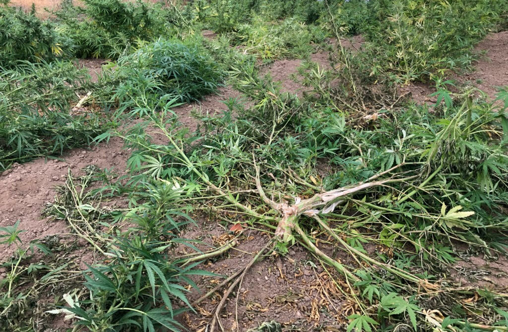 Mid-Month Roundup: September | Hemp Processing Solutions